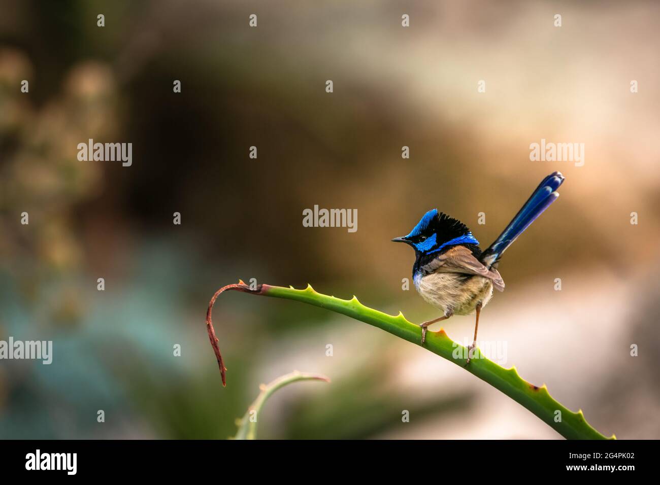 Superbe bleu Banque de photographies et d’images à haute résolution - Alamy