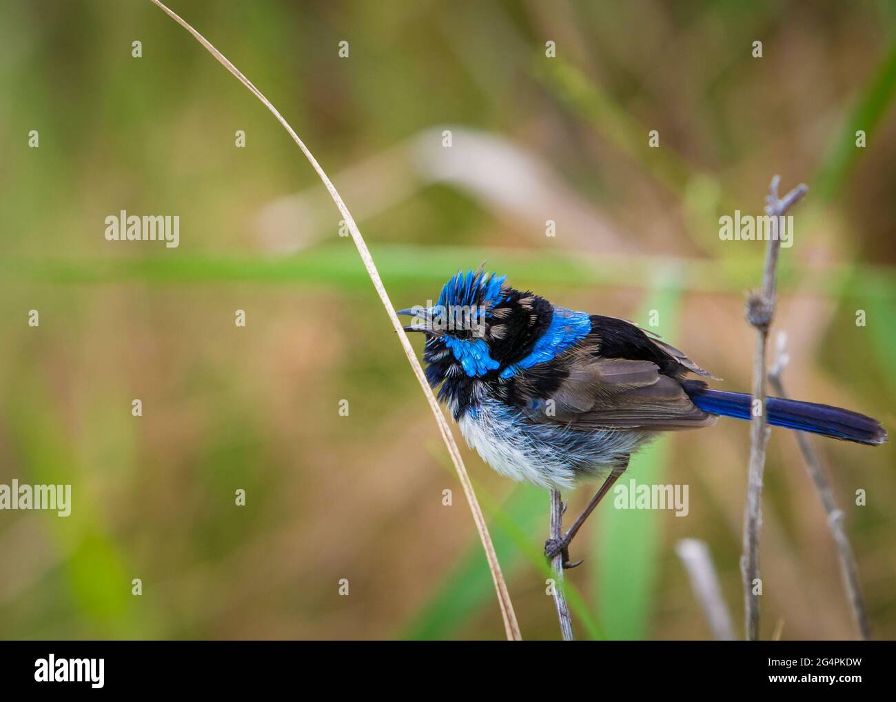 Superbe bleu Banque de photographies et d’images à haute résolution - Alamy