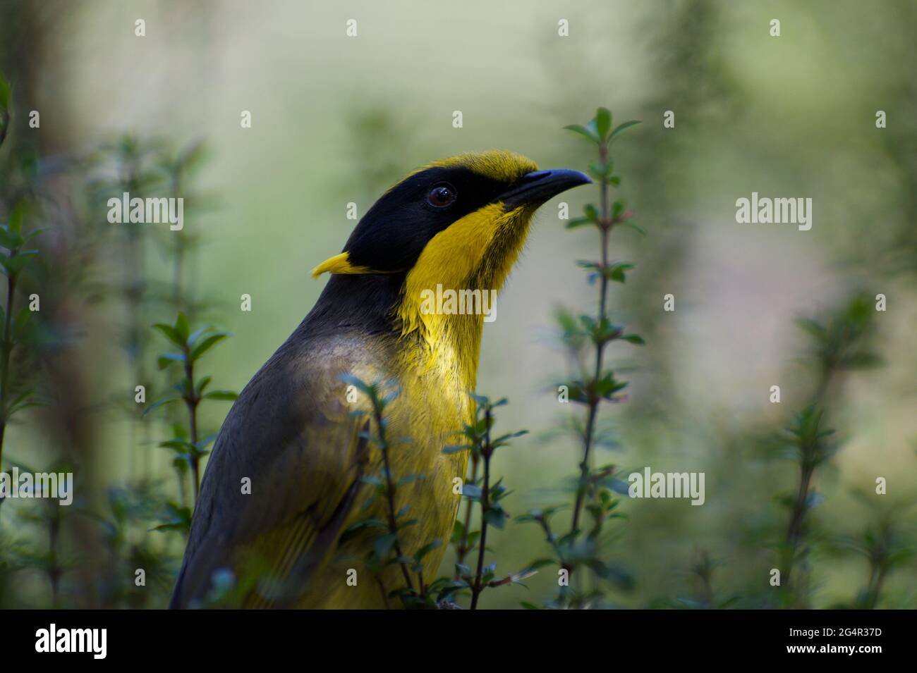 Victorian aviary Banque de photographies et d’images à haute résolution ...
