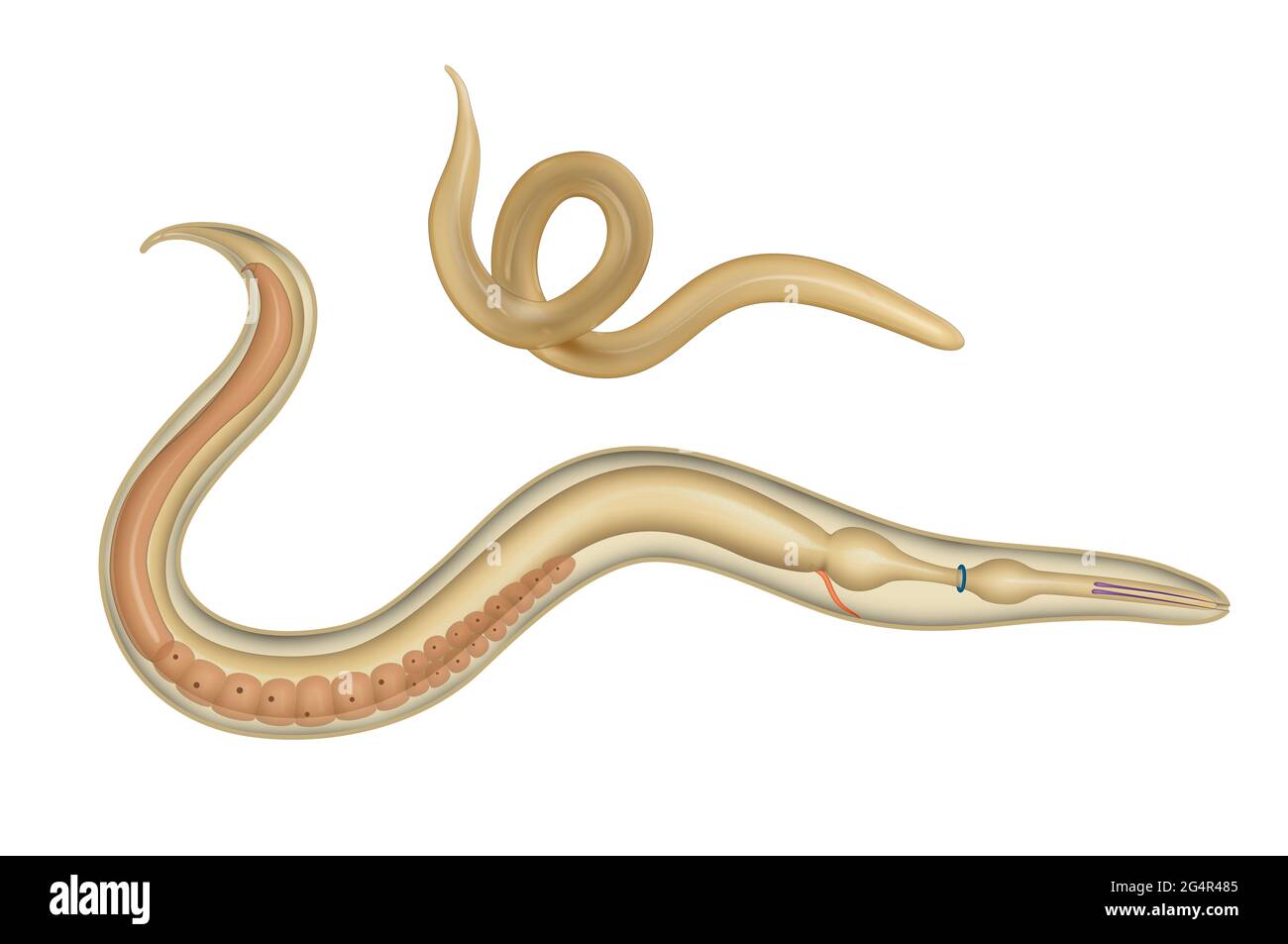 Vers intestinaux Banque de photographies et d’images à haute résolution ...