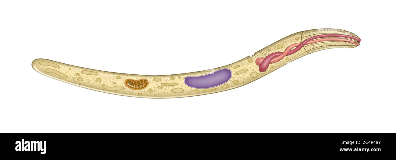 Parasites du paludisme plasmodium Banque d'images détourées - Alamy