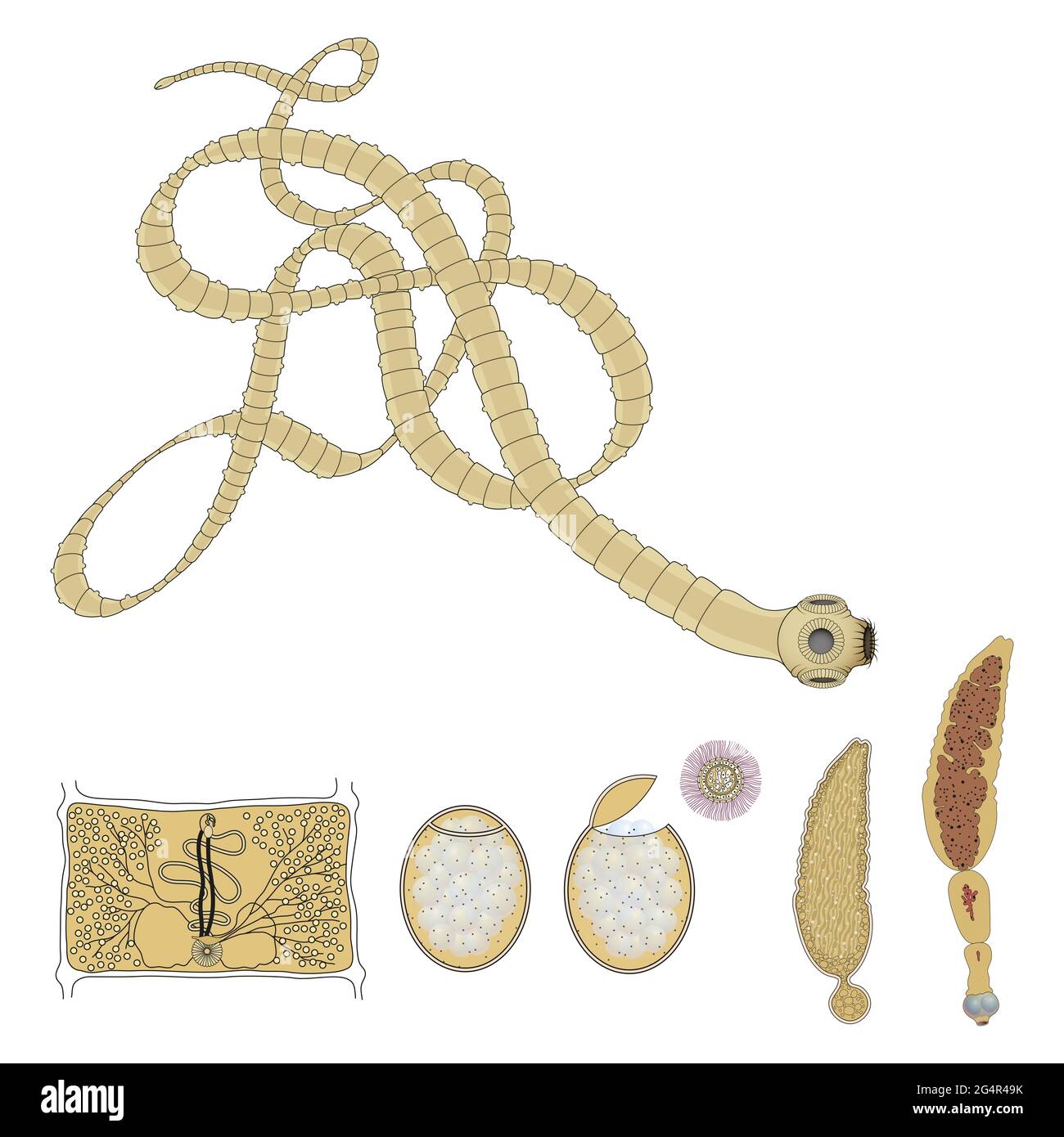 Ver Intestinal Banque d'image et photos - Alamy