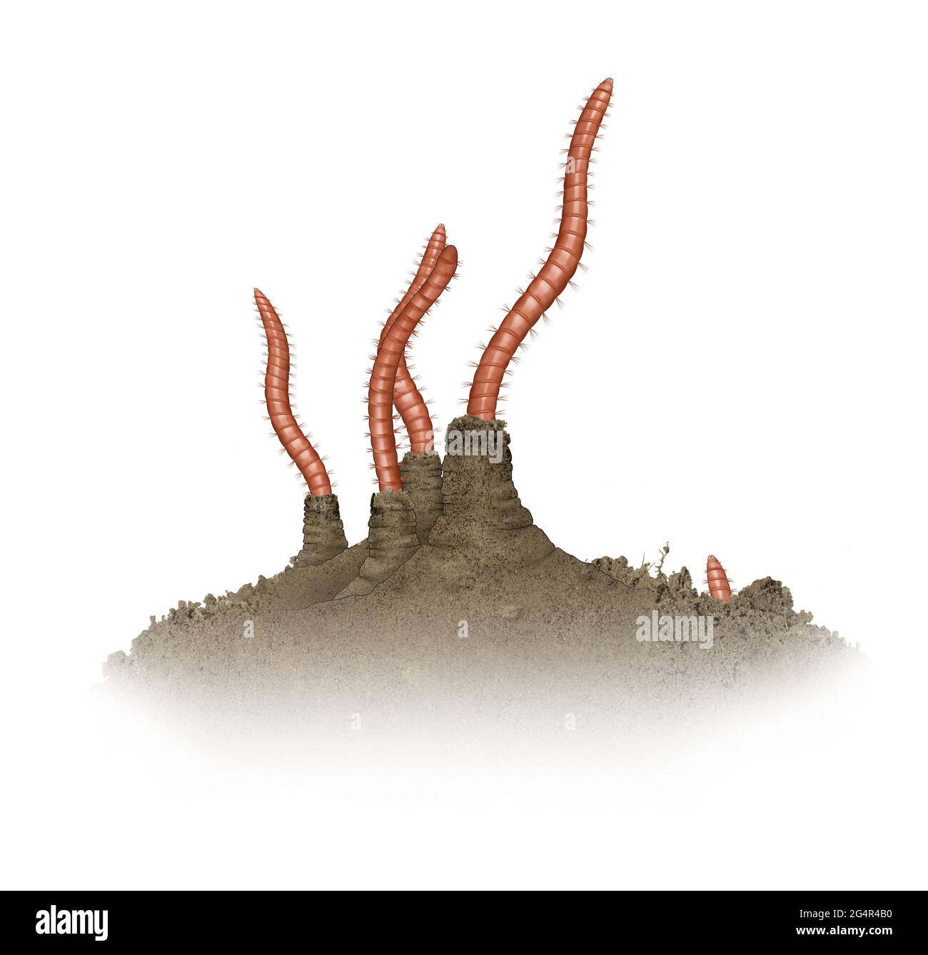 Reproductive organs Banque de photographies et d’images à haute ...