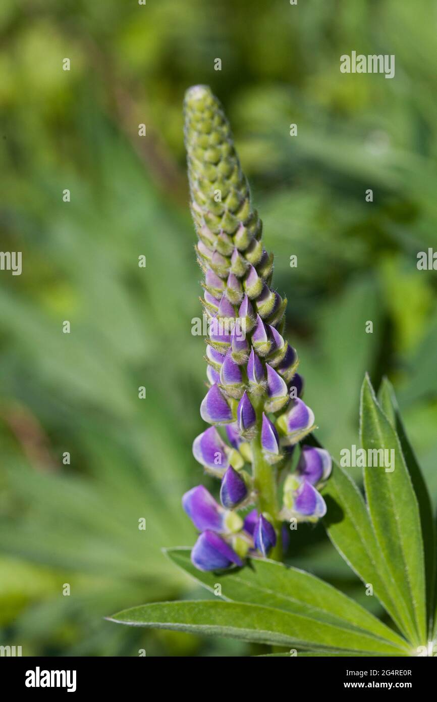 Lupinus fabaceae Banque de photographies et d’images à haute résolution ...