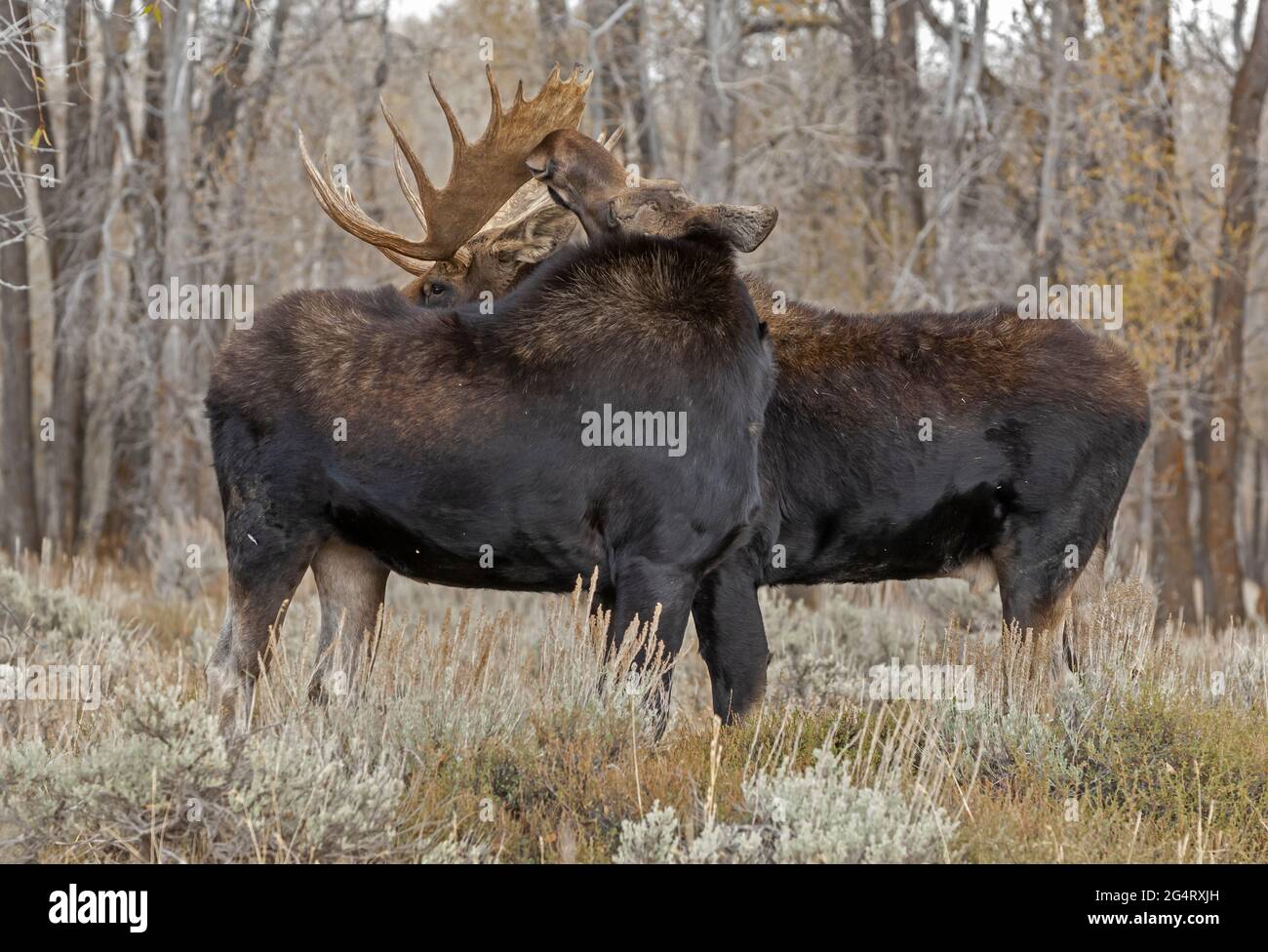 Vache accouplement avec taureau Banque de photographies et d’images à haute résolution - Alamy