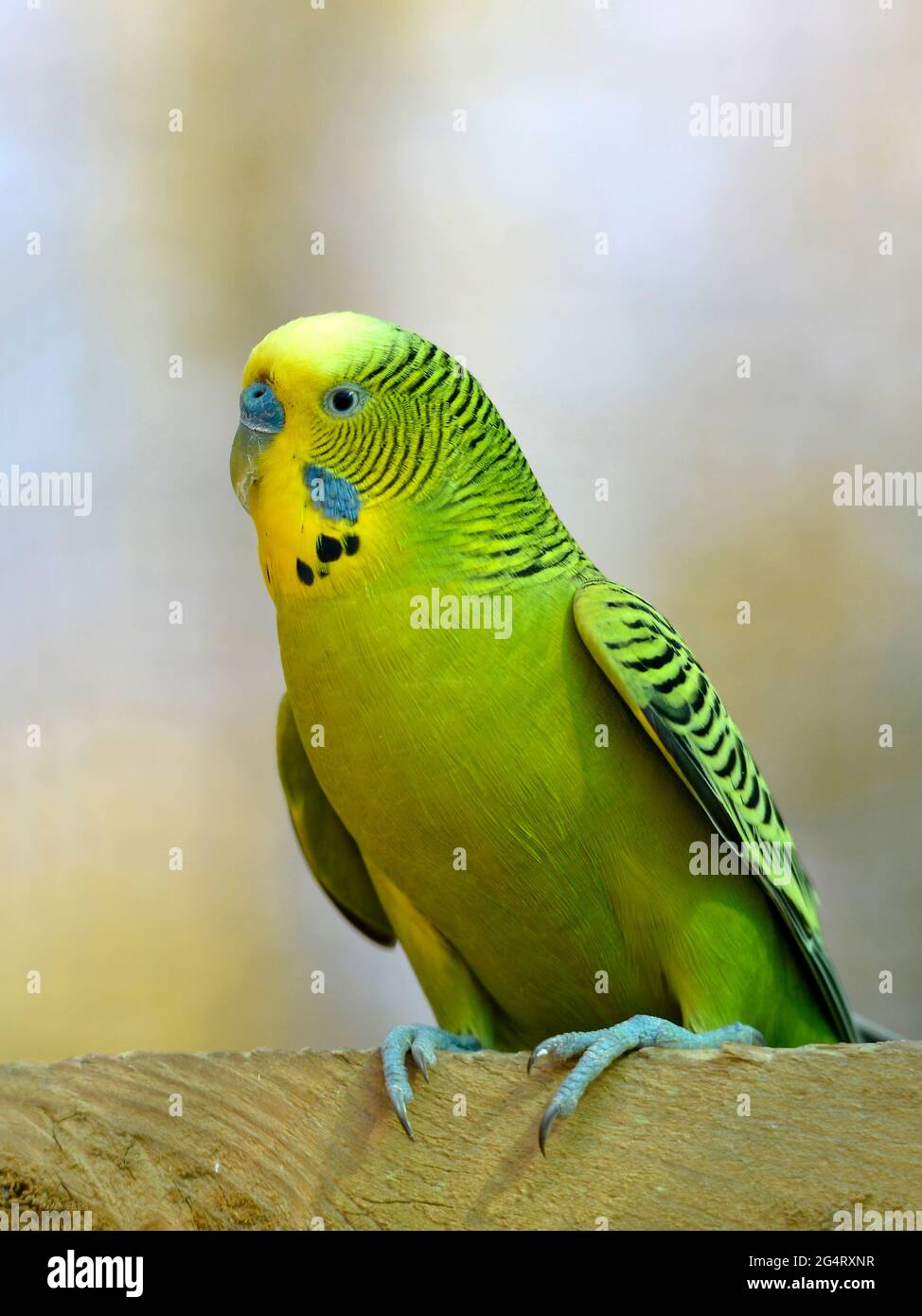 Perruche vert jaune Banque de photographies et d’images à haute ...