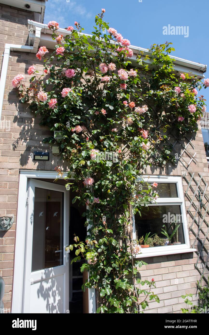 Rosa compassion climbing rose Banque de photographies et d’images à ...