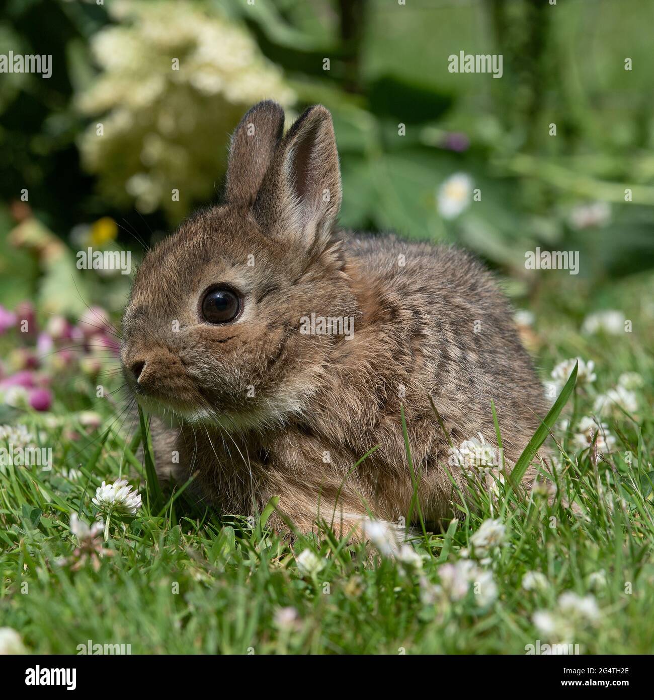 Bébé lapin trop mignon Banque de photographies et d’images à haute ...