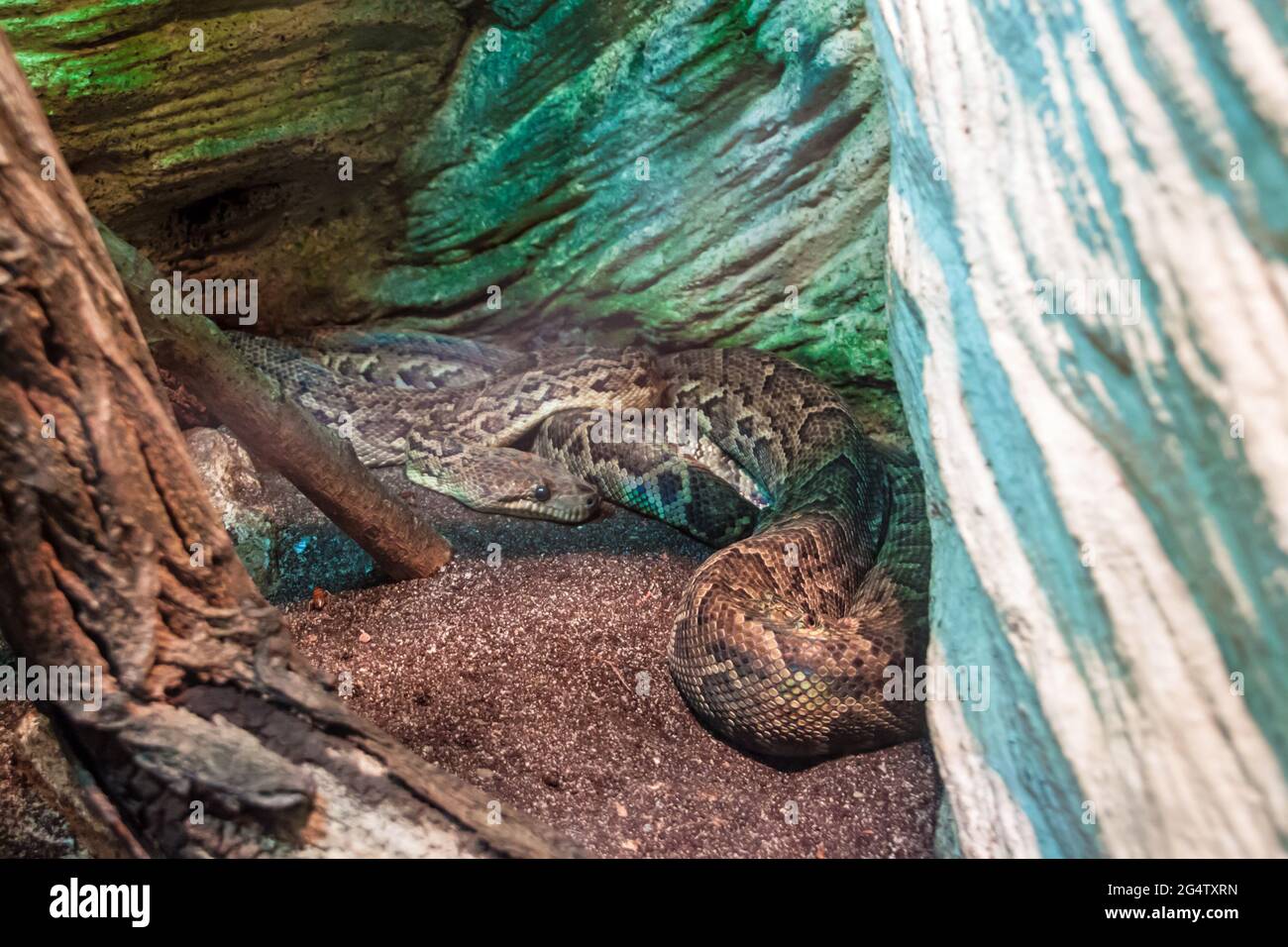 Epicrates angulifer Banque de photographies et d’images à haute ...