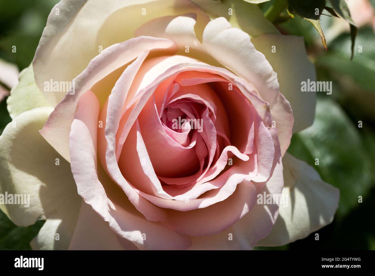 Grandes roses roses roses rose corail, parfumées, somptueuses, avec un ...