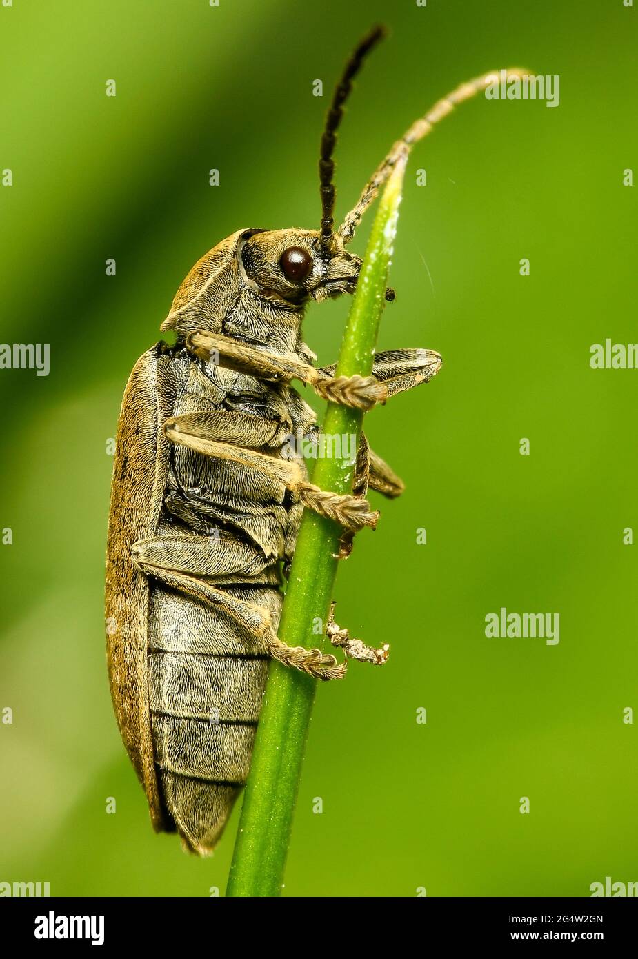 Insecte orchidée Banque de photographies et d’images à haute résolution ...