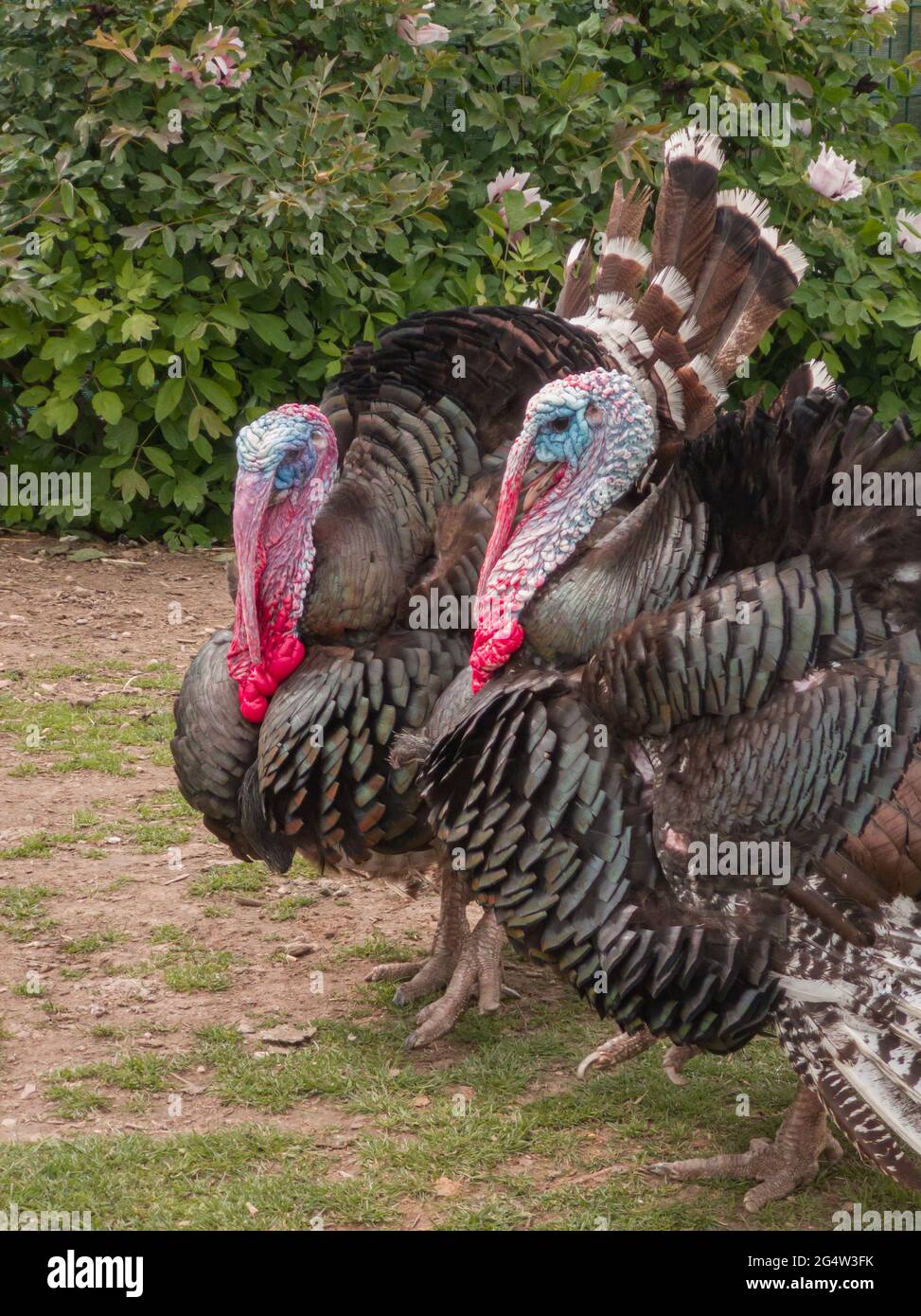 Bush fowl Banque de photographies et d’images à haute résolution - Alamy