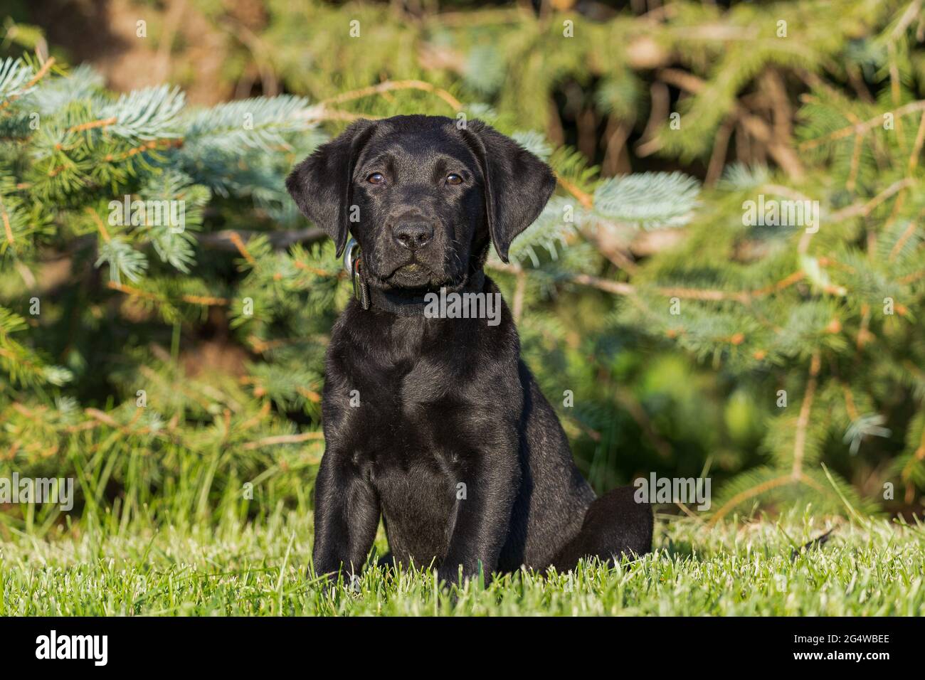 Adorable petit chien noir labrador retriever labrador noir Banque de ...