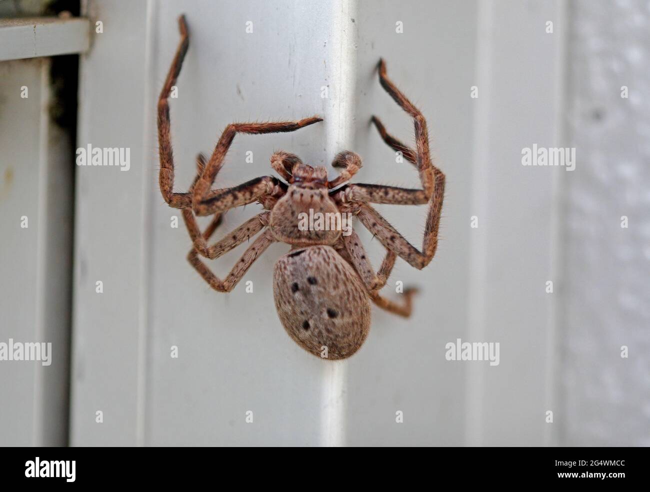 Giant huntsman spider Banque de photographies et d’images à haute ...