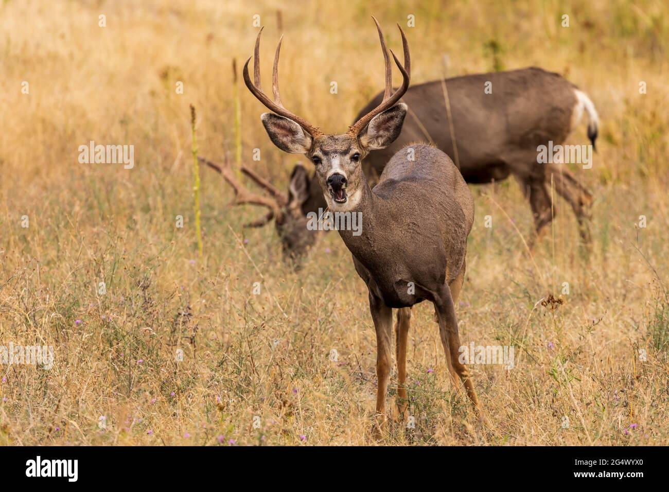 Cerf mulet odocoileus hemionus buck gamme de bisons nationaux Banque de ...