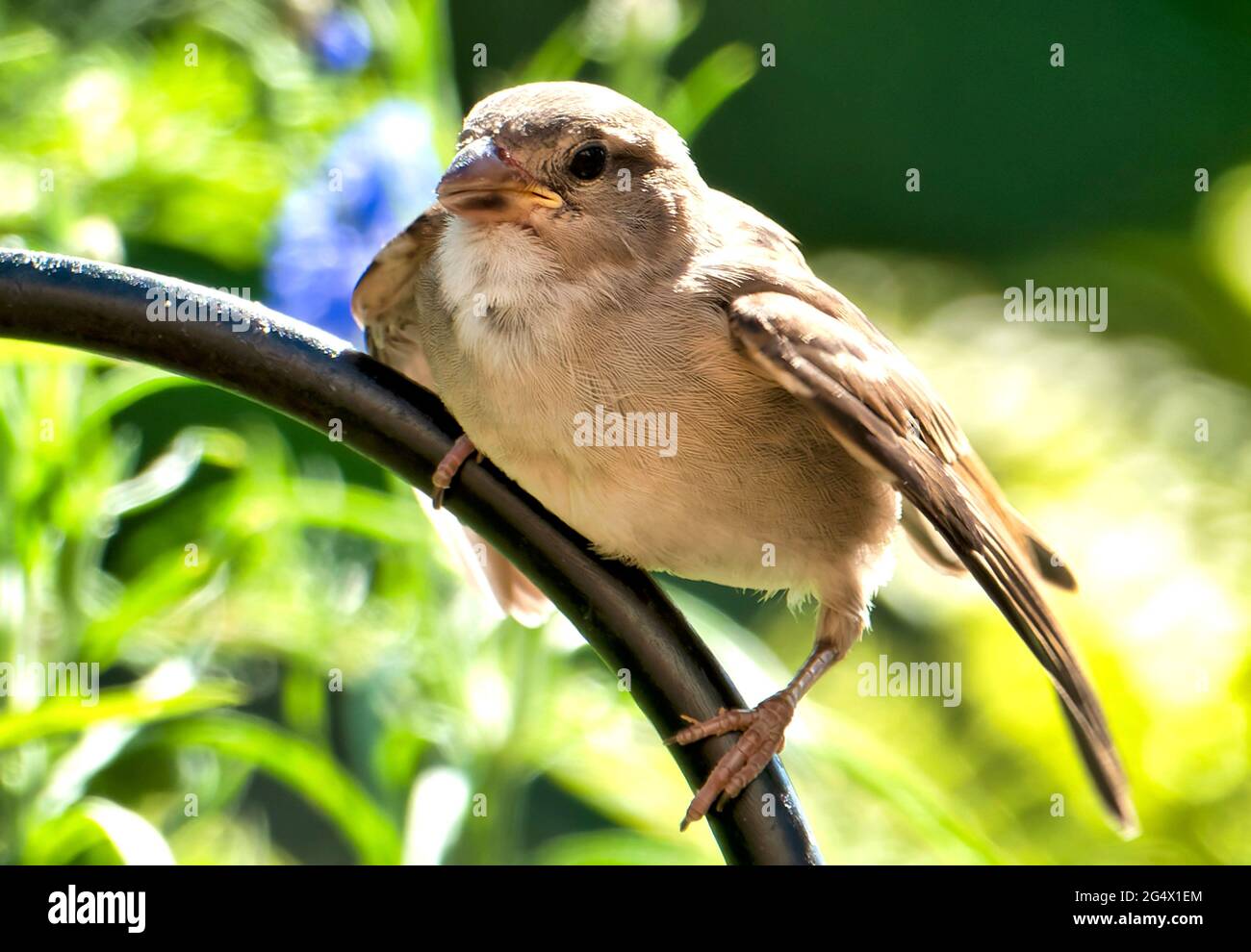 Baby sparrow Banque de photographies et d’images à haute résolution - Alamy