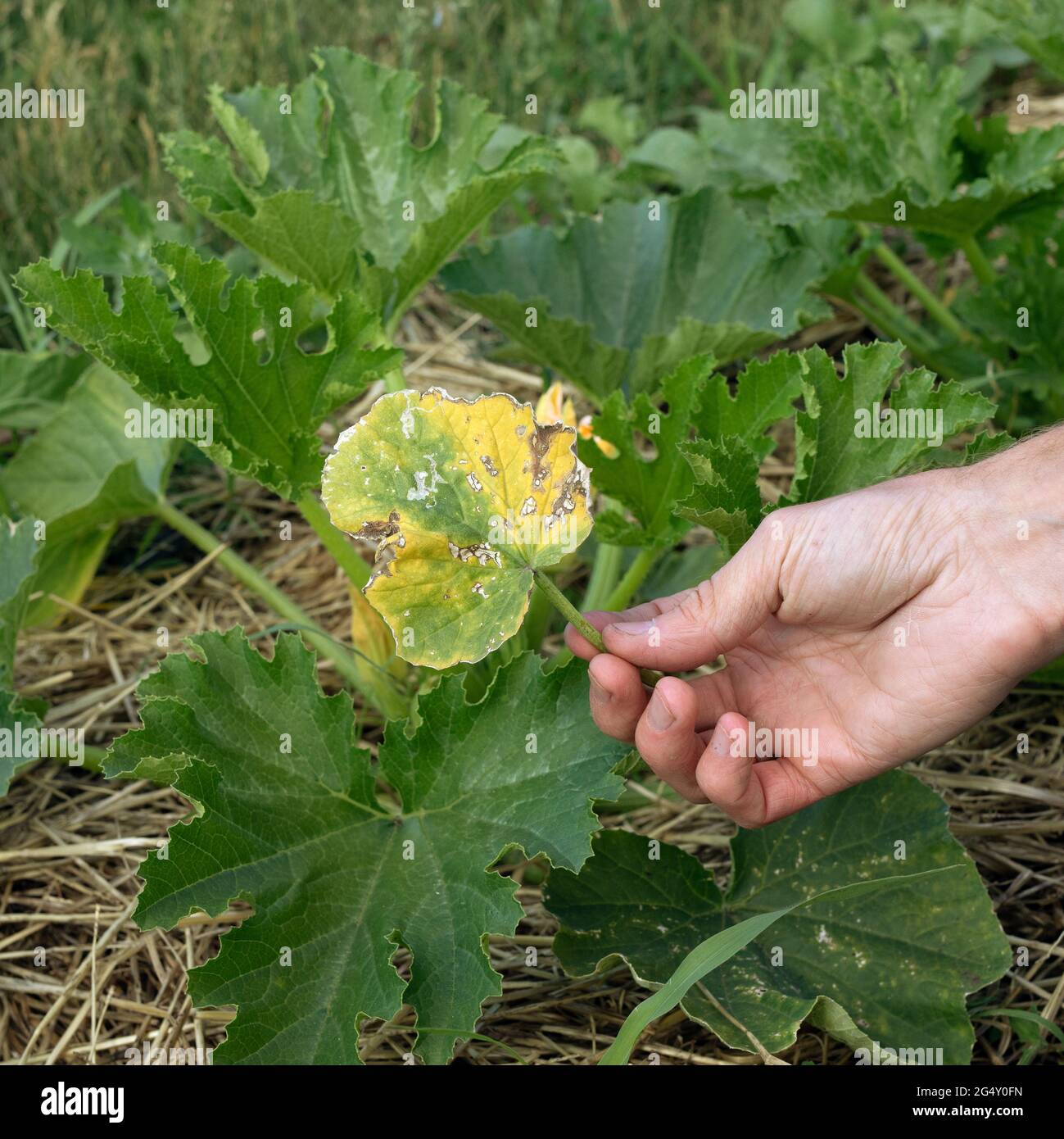 Carence en potassium Banque de photographies et d’images à haute ...