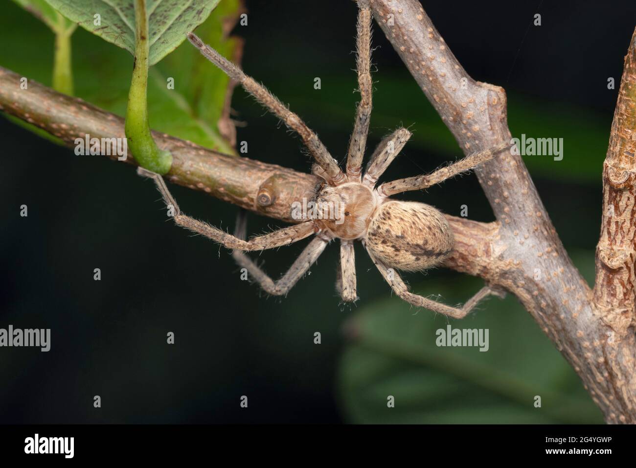 Tropical huntsman spider Banque de photographies et d’images à haute ...