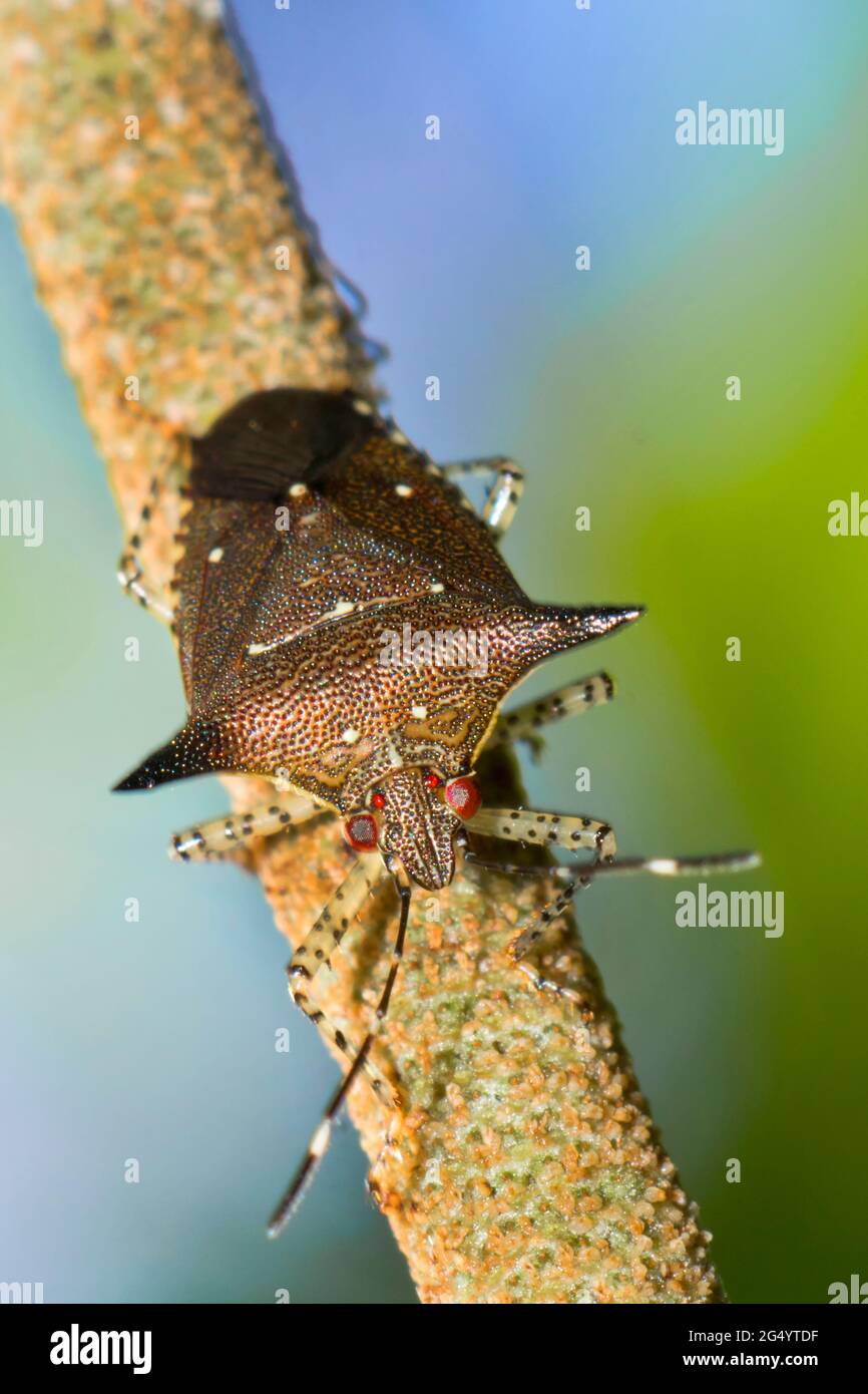 Costa rica hemiptera heteroptera Banque de photographies et d’images à ...