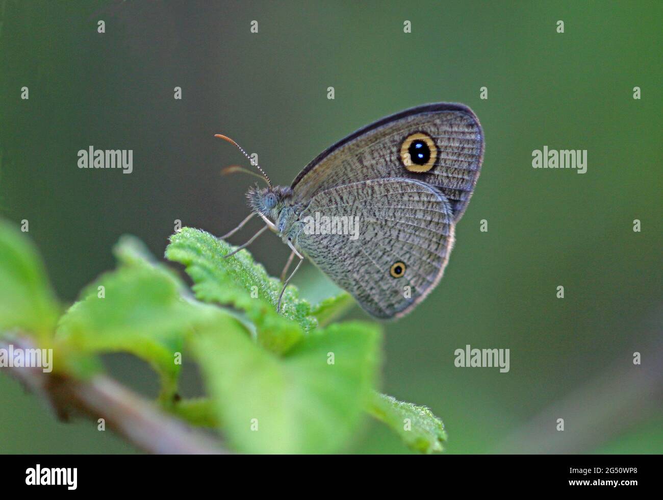 Chevalier sombre Banque de photographies et d’images à haute résolution ...