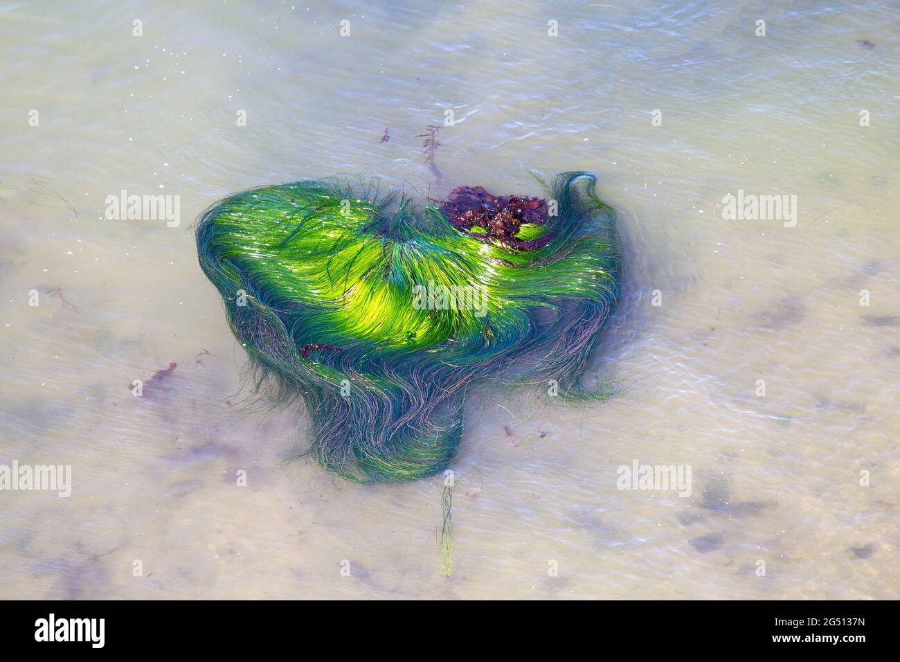 Mer verte Banque de photographies et d’images à haute résolution - Alamy