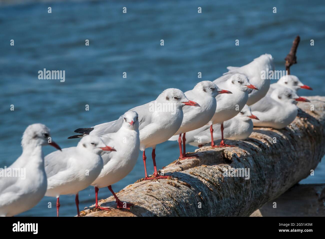 Une rangée de mouettes se trouve sur une vieille jetée. Les goélands ...