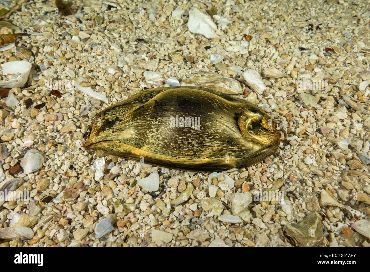 Requin oeuf Banque de photographies et d’images à haute résolution - Alamy