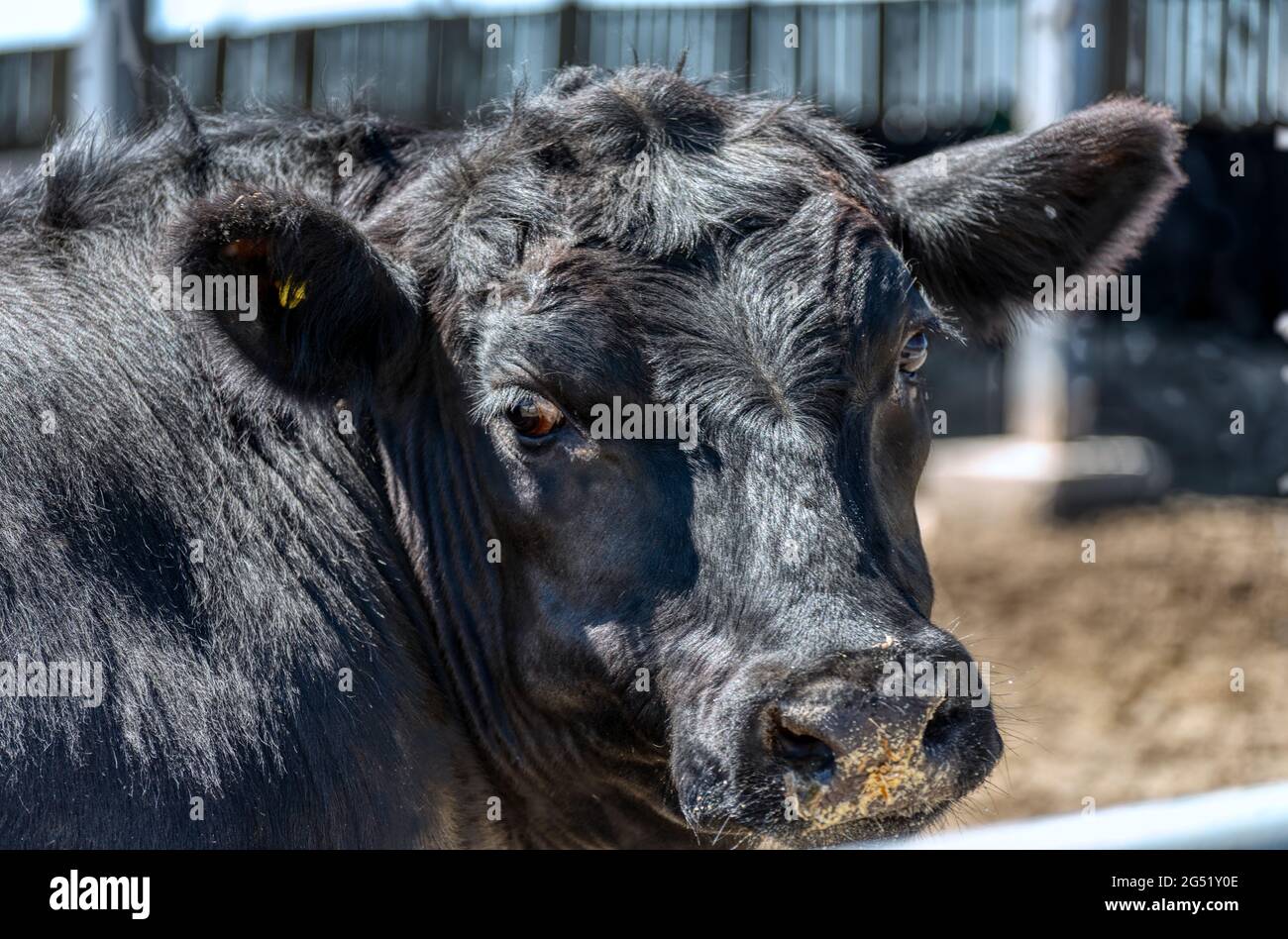 Vache noire avec taureau brun Banque de photographies et d’images à ...