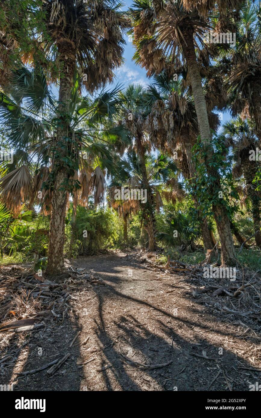 Rio grande palmetto Banque de photographies et d’images à haute ...