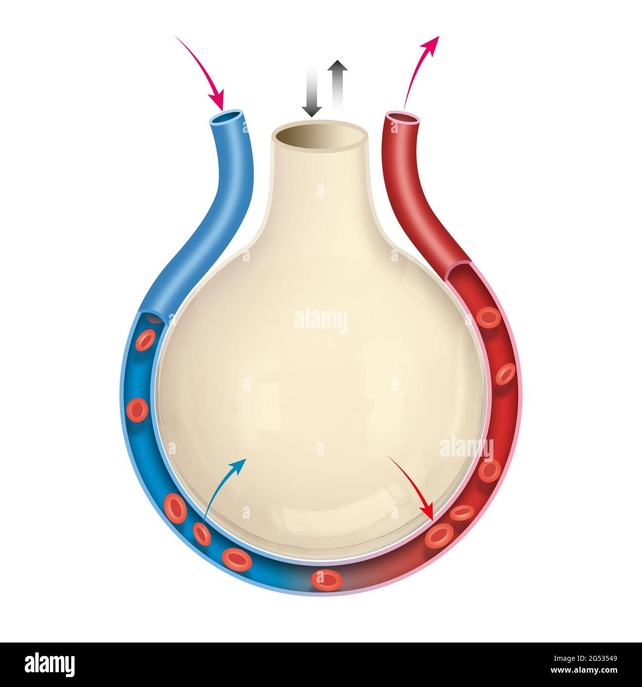 Échange de gaz d'alveolus. Diagramme de l'alvéole dans les poumons ...