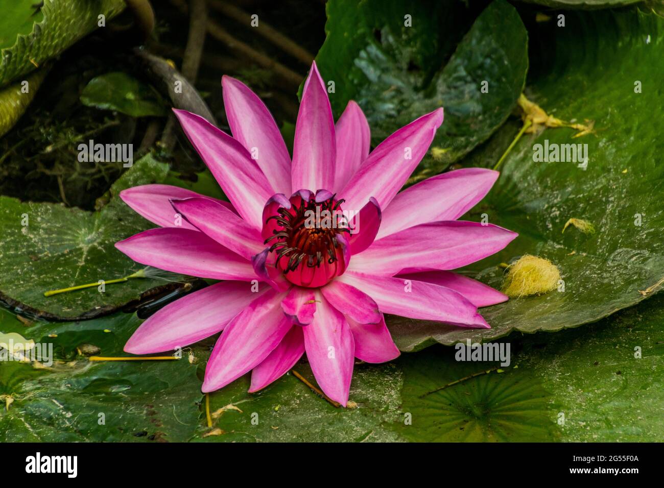 Eau rose lilly Banque de photographies et d’images à haute résolution ...