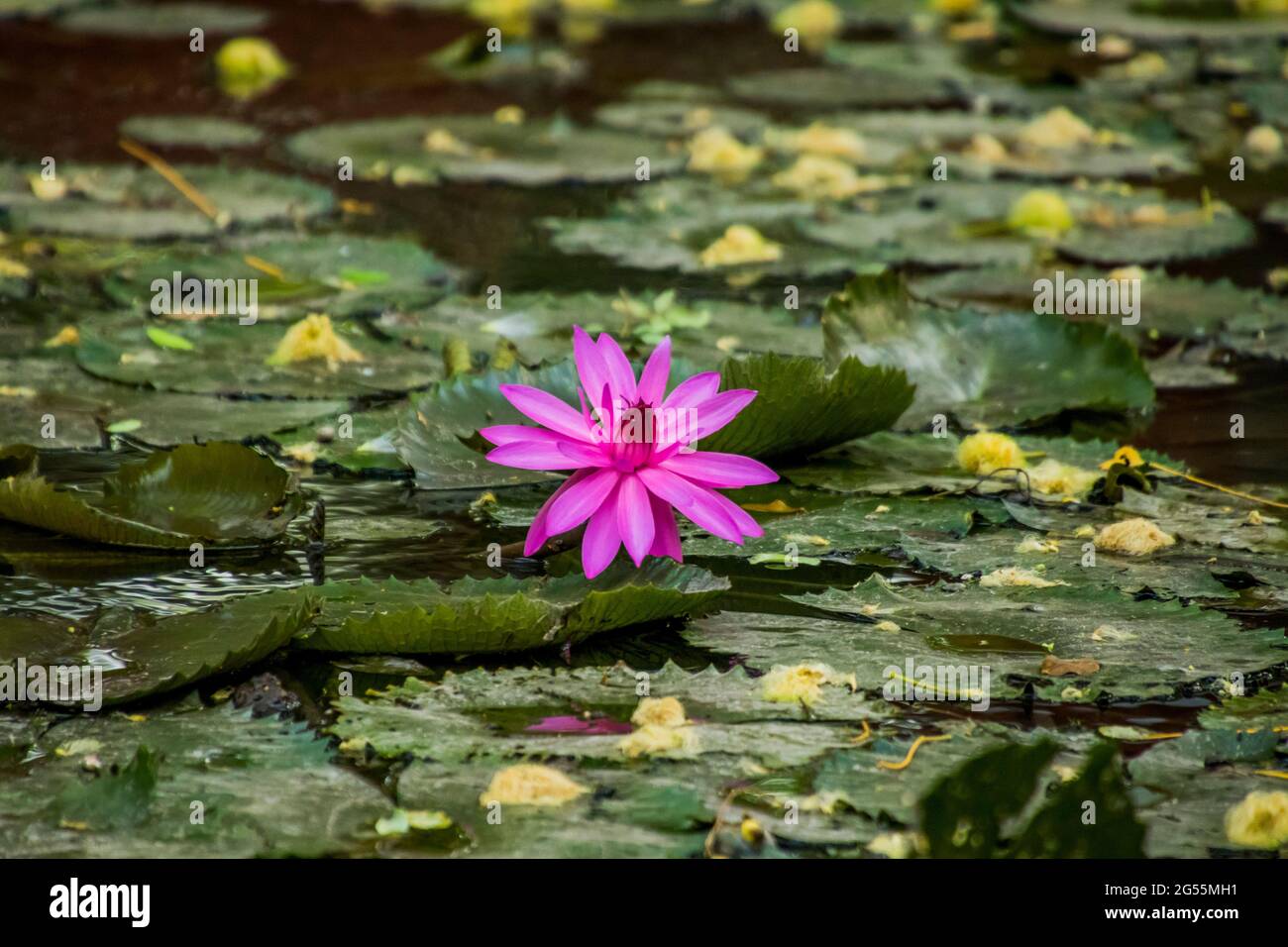 Eau rose lilly Banque de photographies et d’images à haute résolution ...