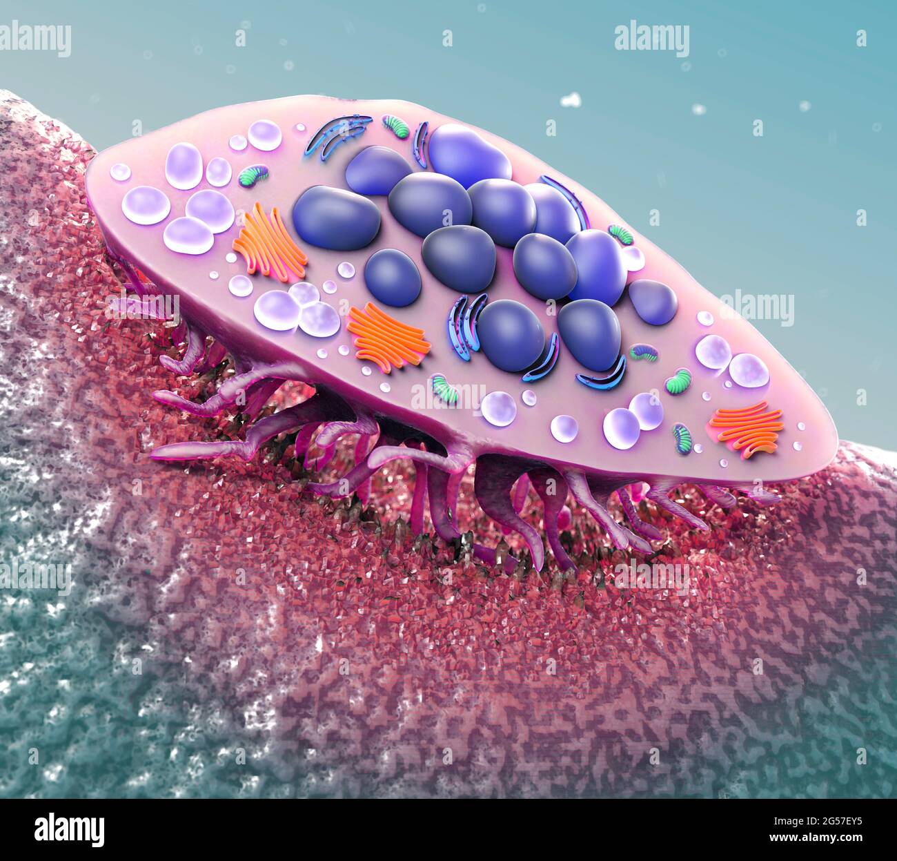 Osteoblaste cellule osseuse Banque de photographies et d’images à haute ...