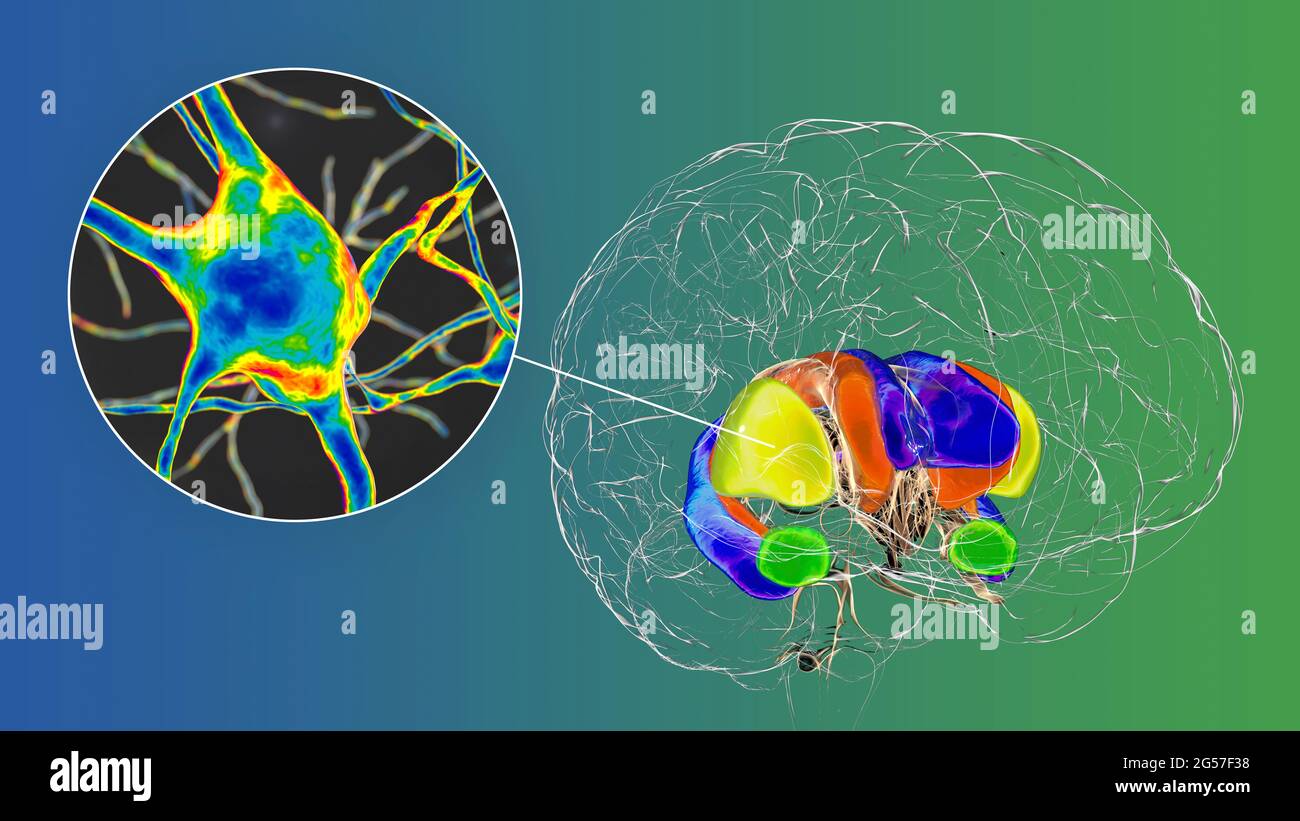 Striatum dorsal et neurones dans le cerveau, illustration Photo Stock ...