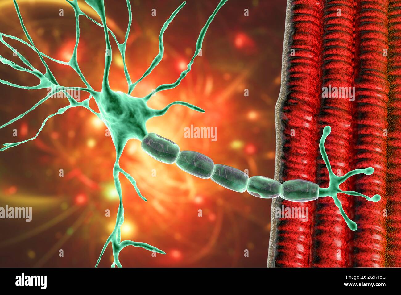 Neurone moteur se connectant à une fibre musculaire, illustration Photo ...