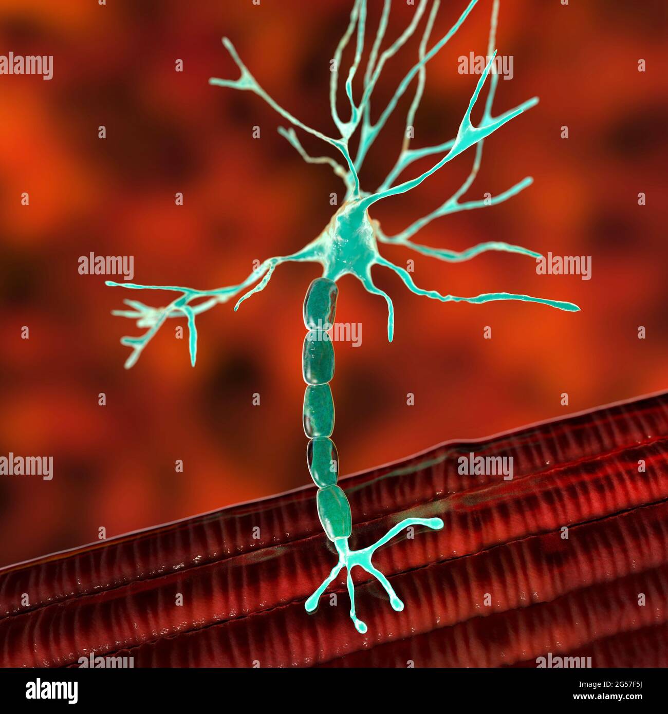 Neurone moteur humain Banque de photographies et d’images à haute ...