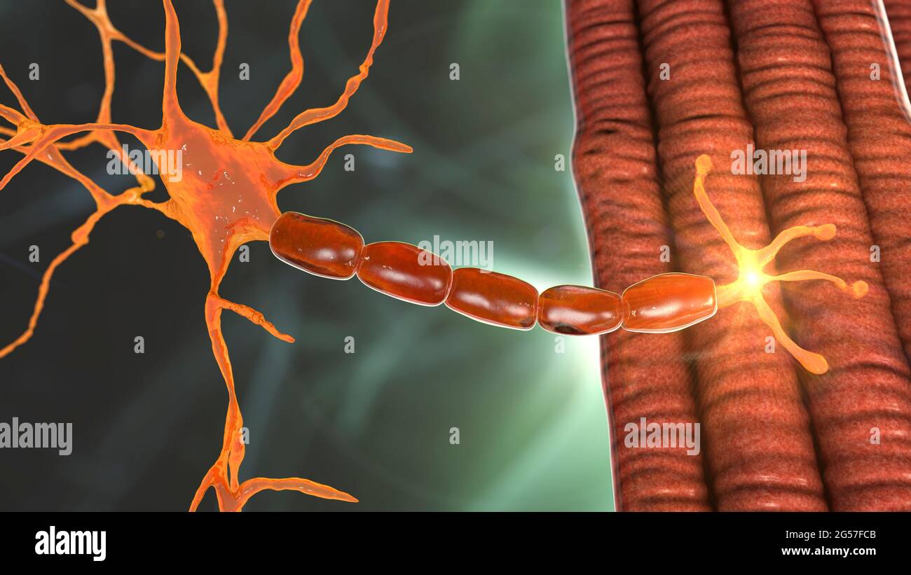 Neurone moteur humain Banque de photographies et d’images à haute ...