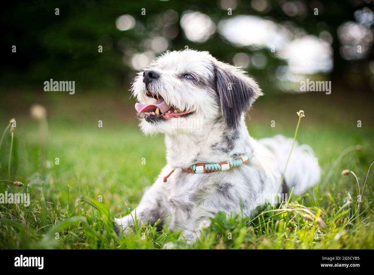 Animal de compagnie chien chien Banque de photographies et d’images à ...
