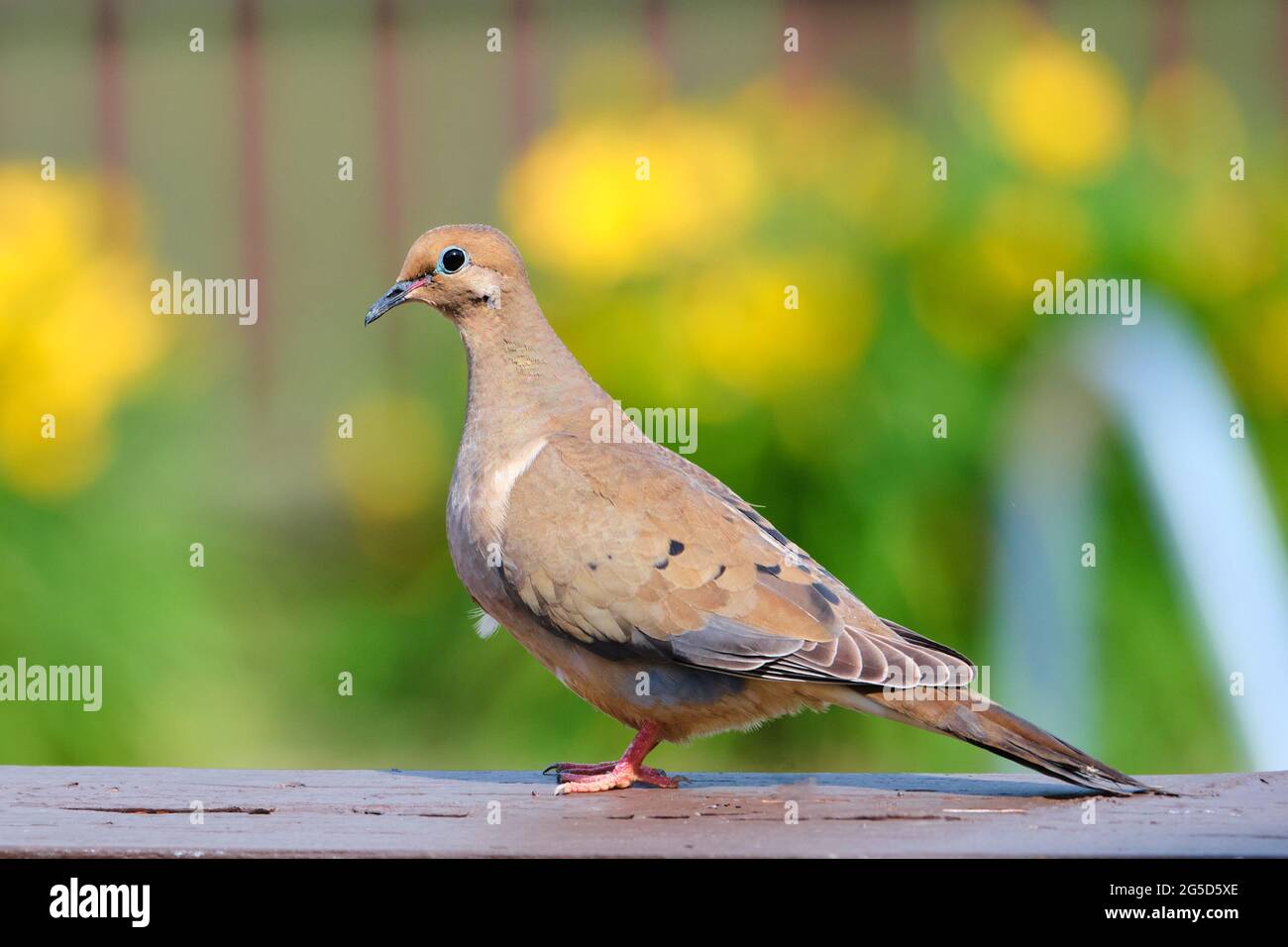 La paix de la colombe en deuil Banque de photographies et d’images à ...