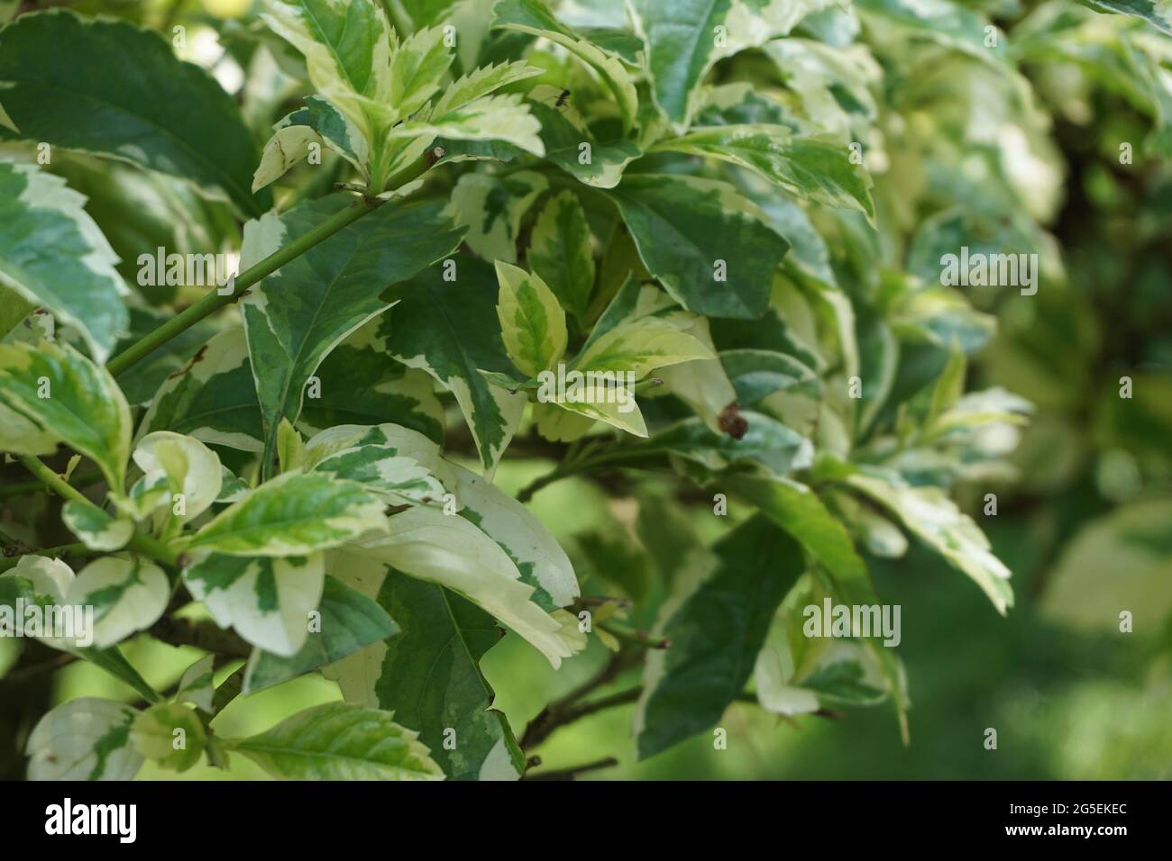 Styrax japonica Banque de photographies et d’images à haute résolution ...