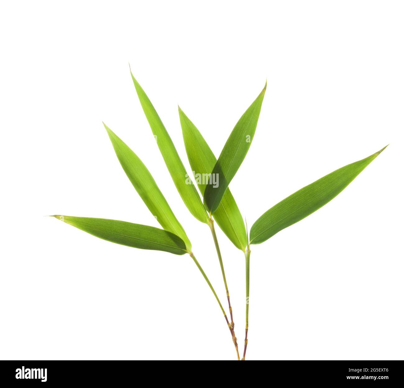 Feuilles de bambou vert Banque de photographies et d’images à haute ...