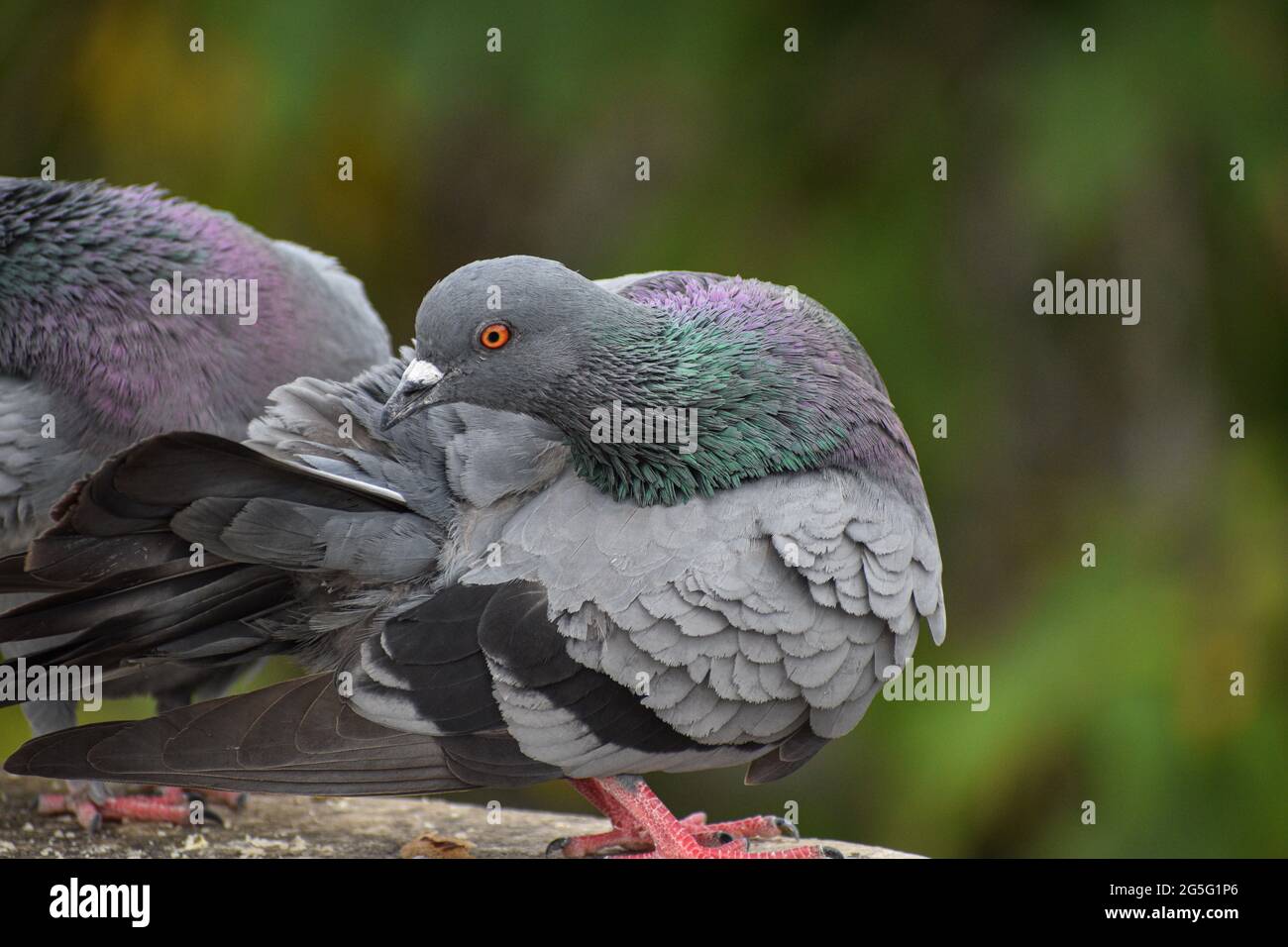 Gros plan de pigeon sauvage Banque de photographies et d’images à haute ...