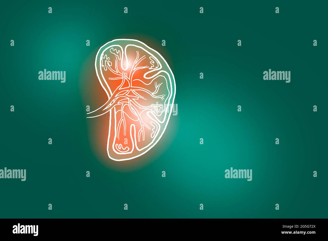 Illustration de la rate humaine sur fond vert profond. Médical, science ...