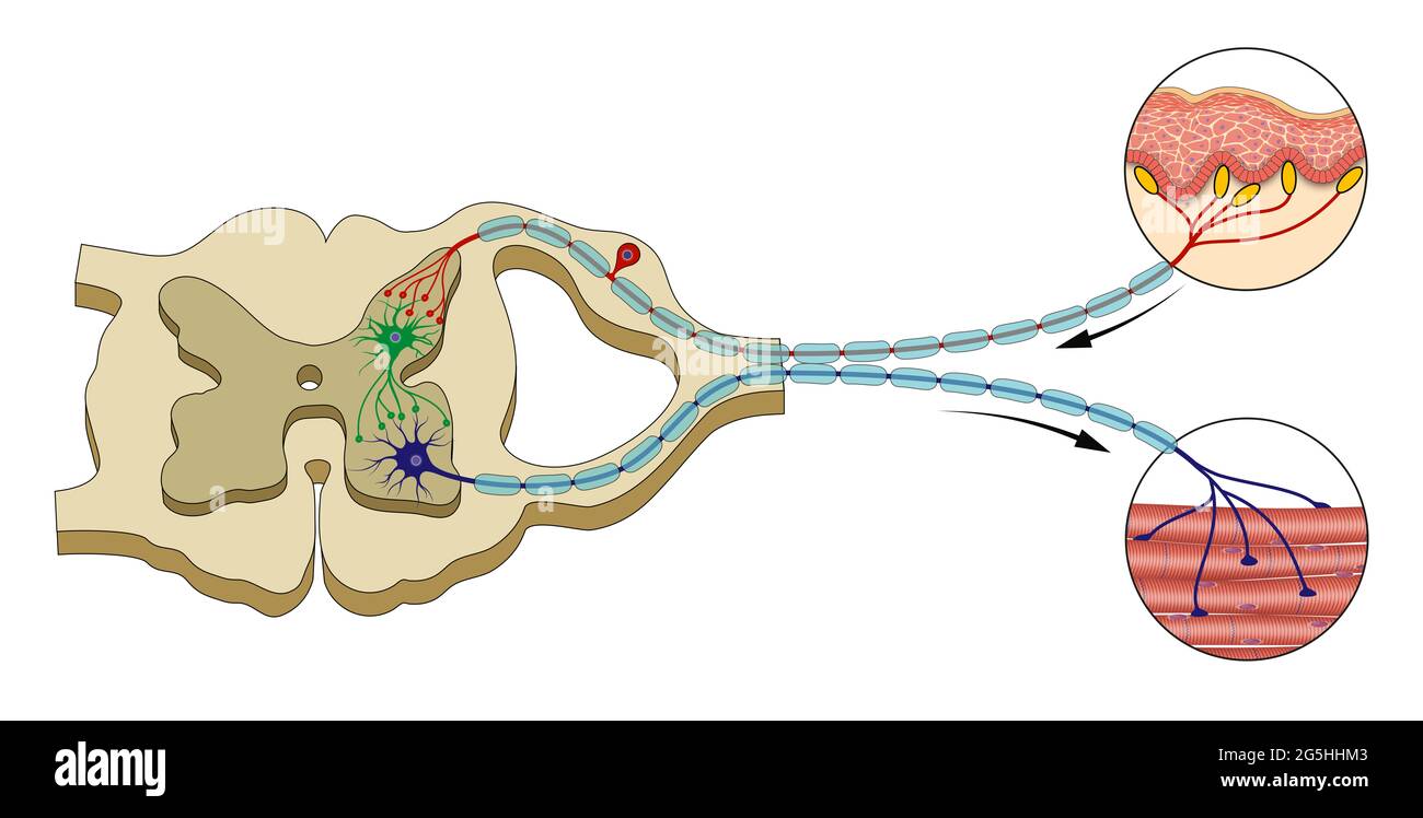 Nerveux central Banque d'images détourées - Alamy