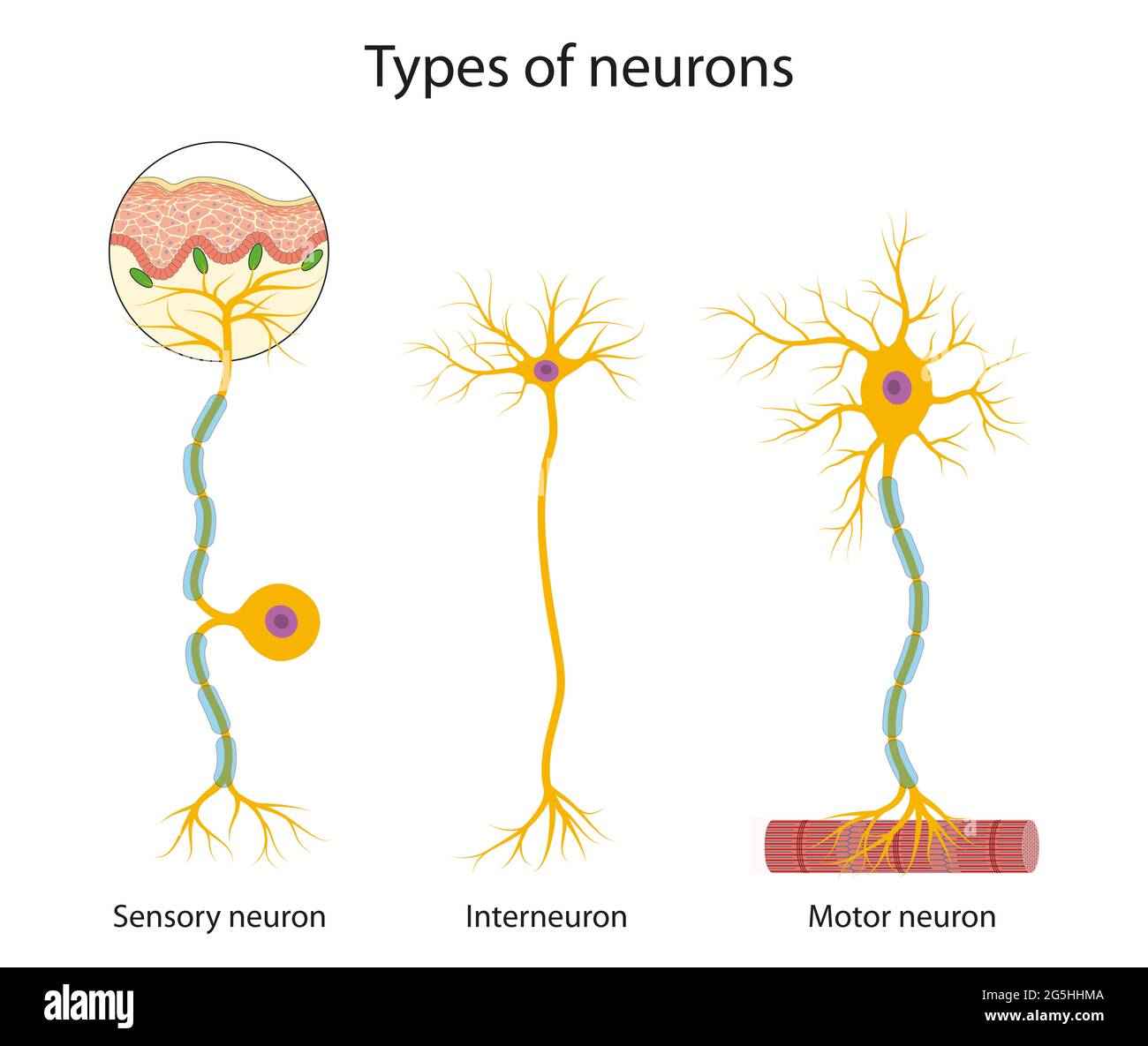 Trois principaux types de neurones : sensoriel, interneurone et moteur ...