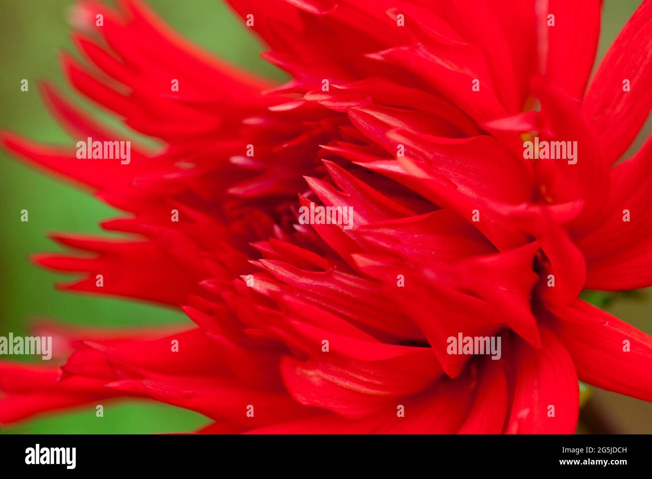 Dahlia apache Banque de photographies et d’images à haute résolution - Alamy