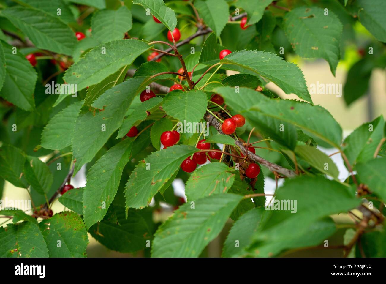 Cerises fruits arbre Banque de photographies et d’images à haute ...
