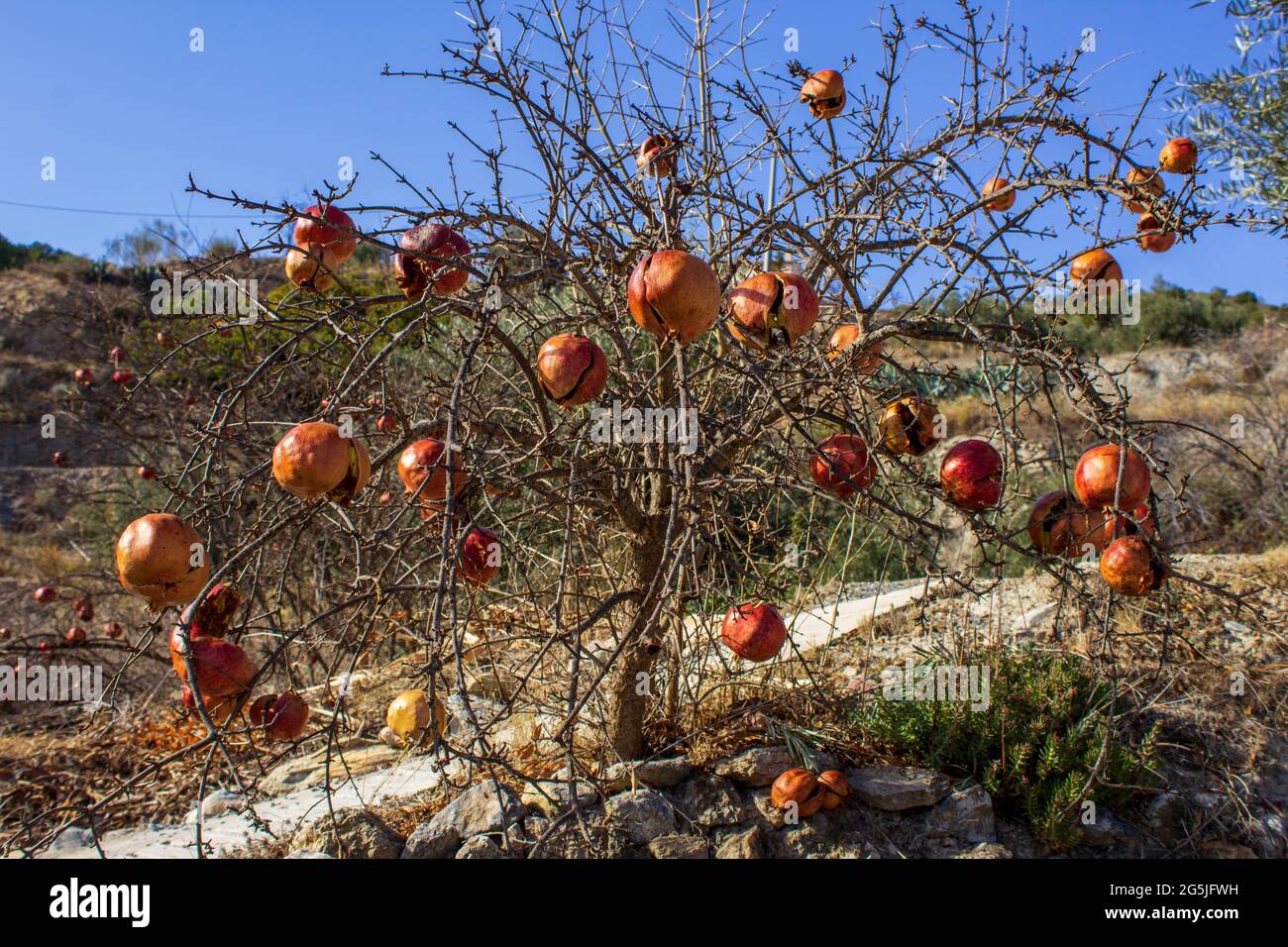 Punica granatum, arbre de grenade séché, le fruit laissé aux oiseaux et ...