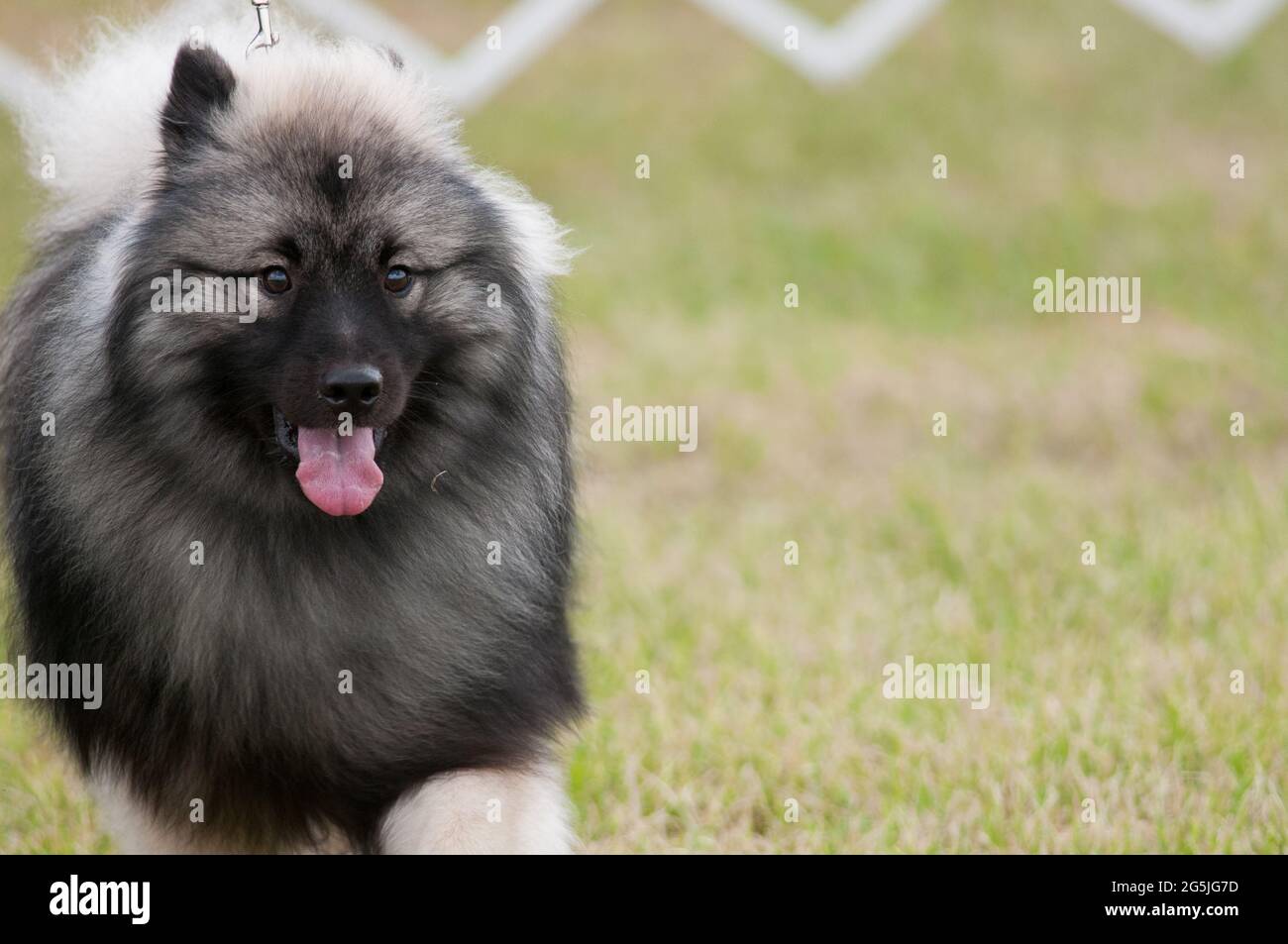 Keeshond dog face Banque de photographies et d’images à haute ...