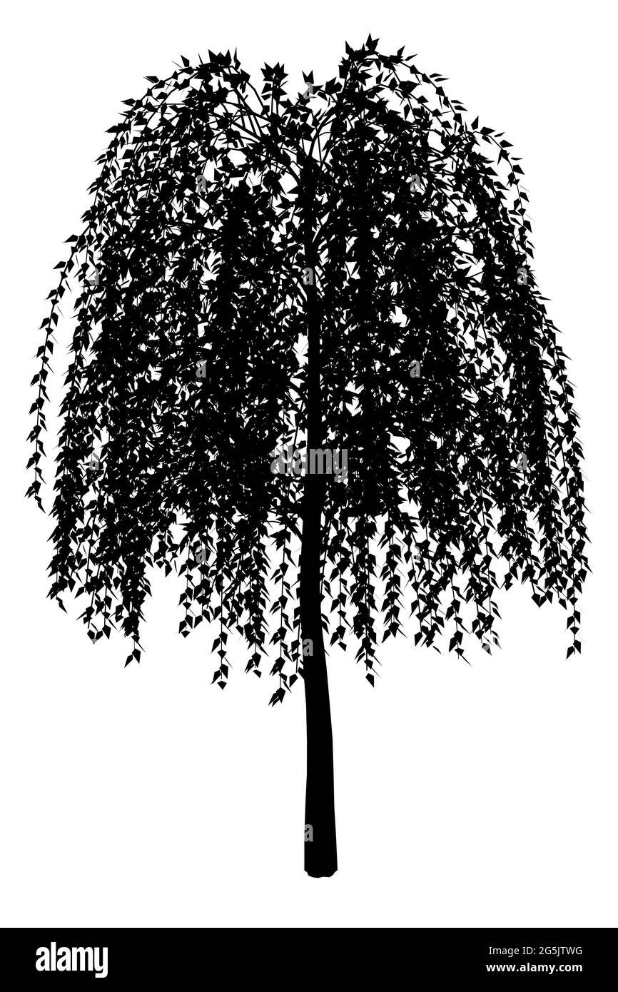 Silhouette d'un arbre avec de longues branches suspendues isolées sur ...